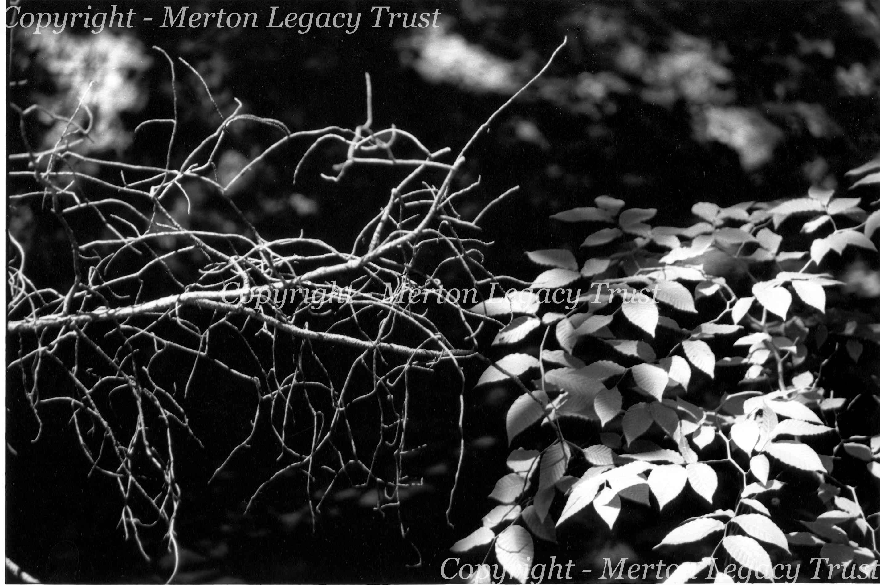 A Hidden Wholeness: The Zen Photography of Thomas Merton - Thomas ...