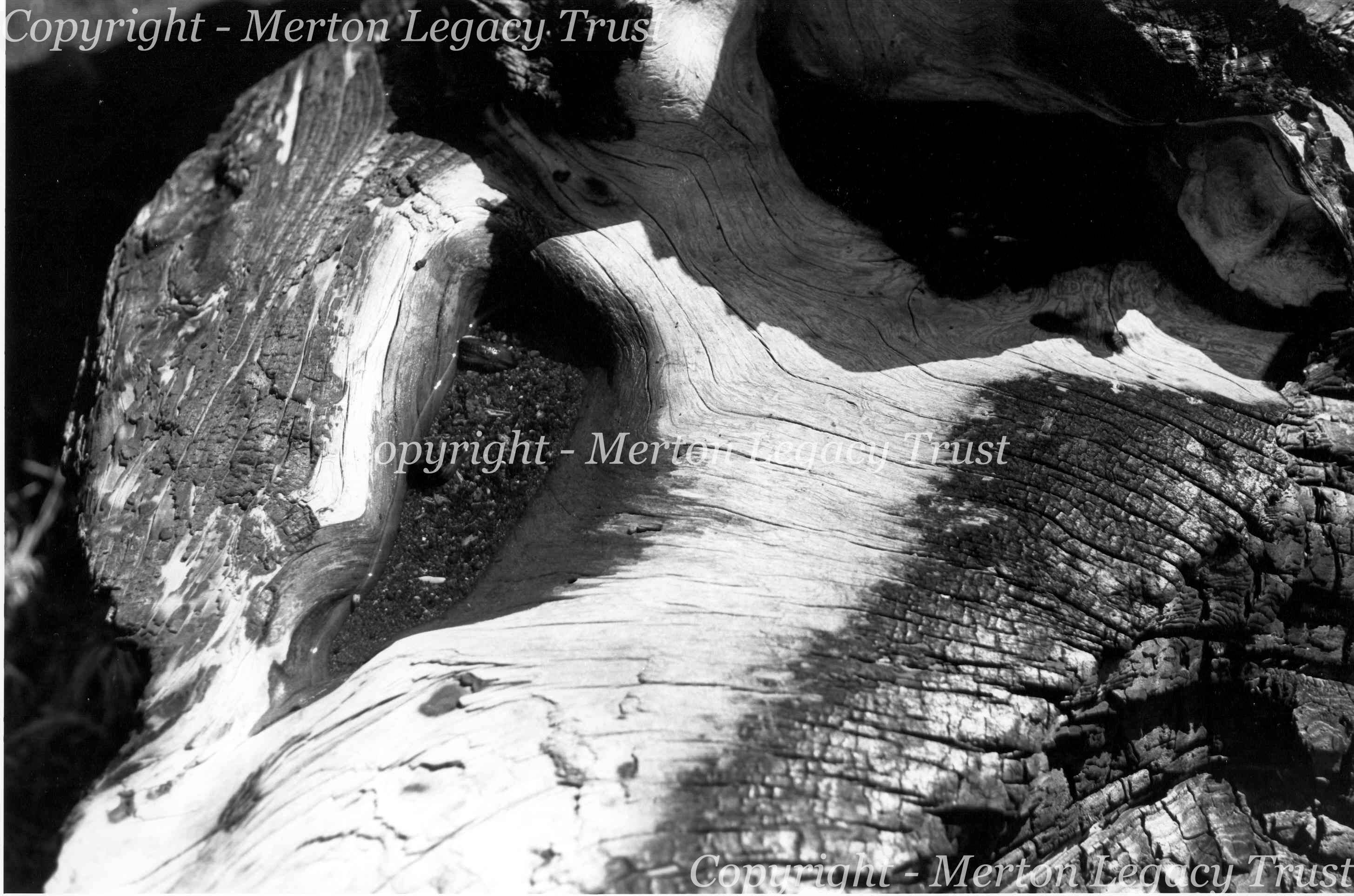 A Hidden Wholeness: The Zen Photography of Thomas Merton - Thomas ...