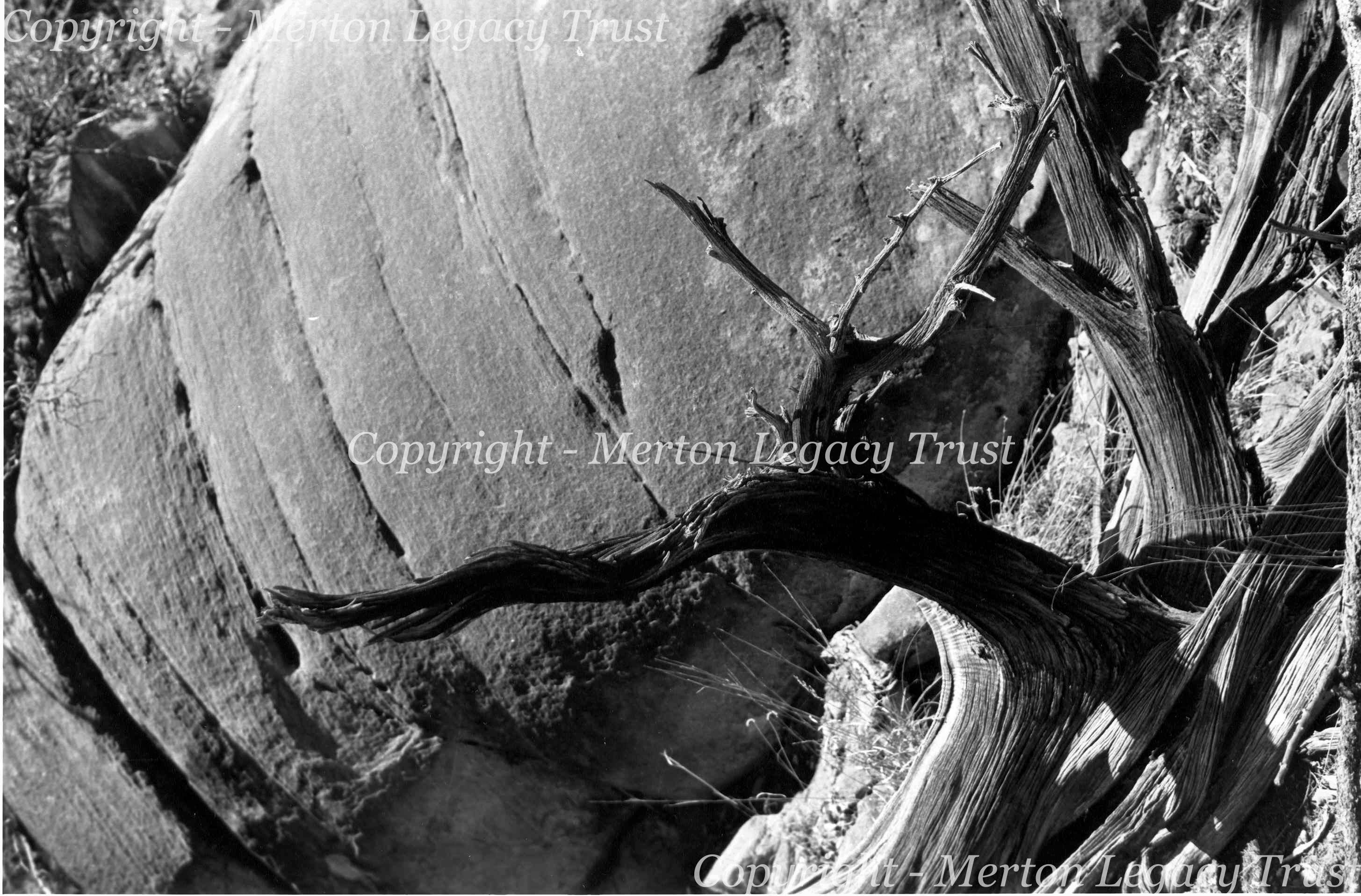 A Hidden Wholeness: The Zen Photography of Thomas Merton - Thomas ...