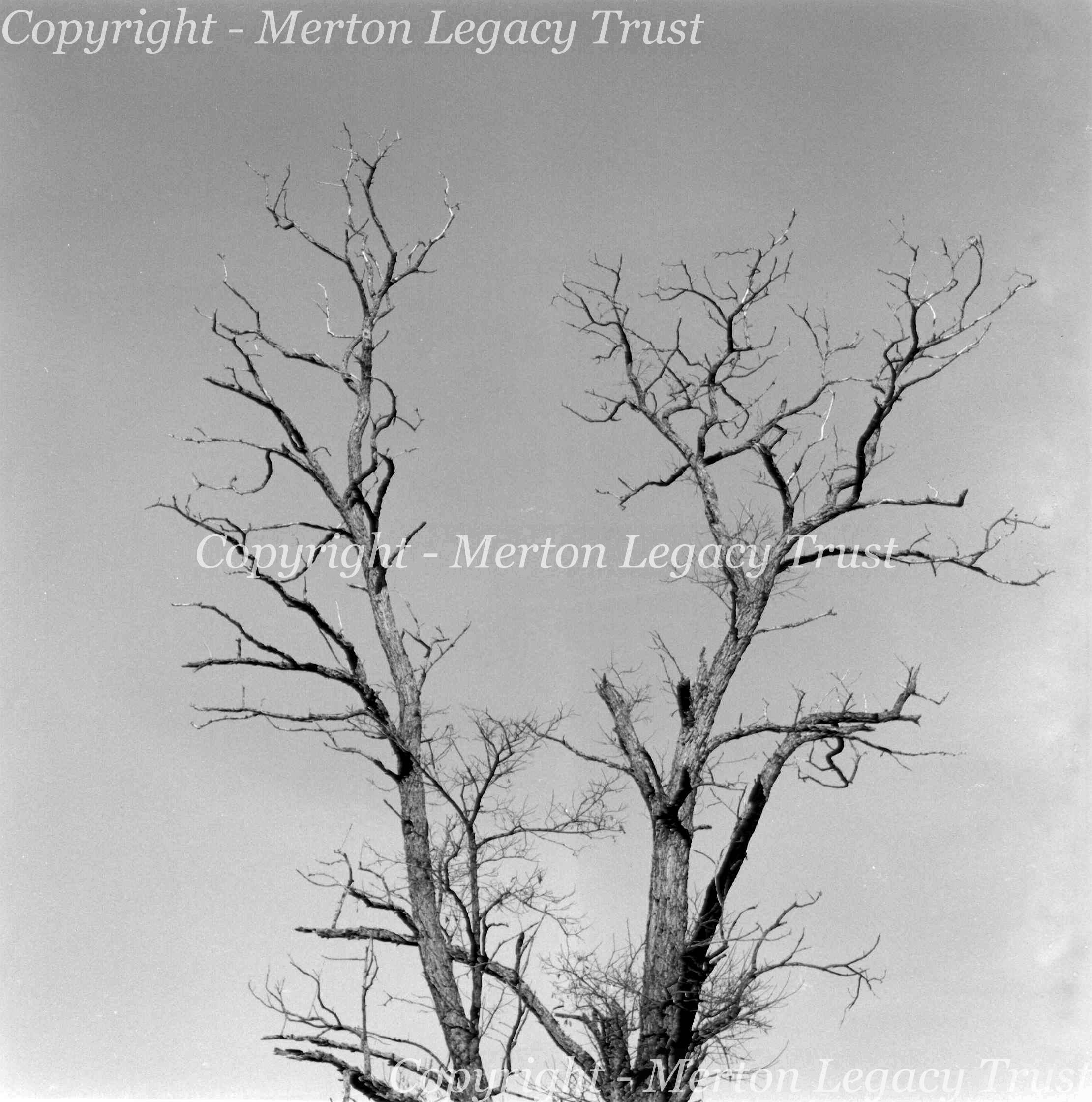 A Hidden Wholeness: The Zen Photography of Thomas Merton - Thomas ...