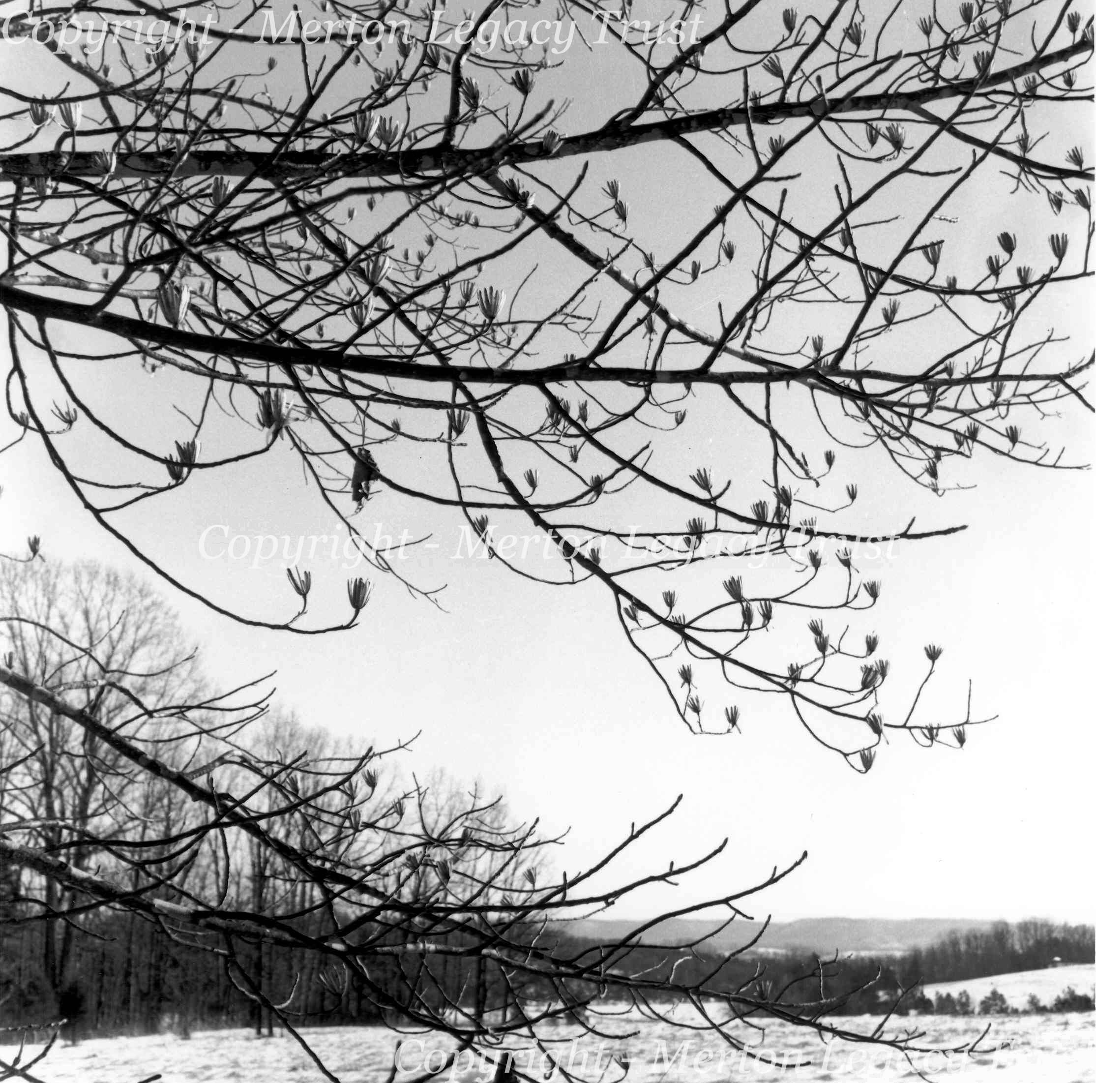 A Hidden Wholeness: The Zen Photography of Thomas Merton - Thomas ...