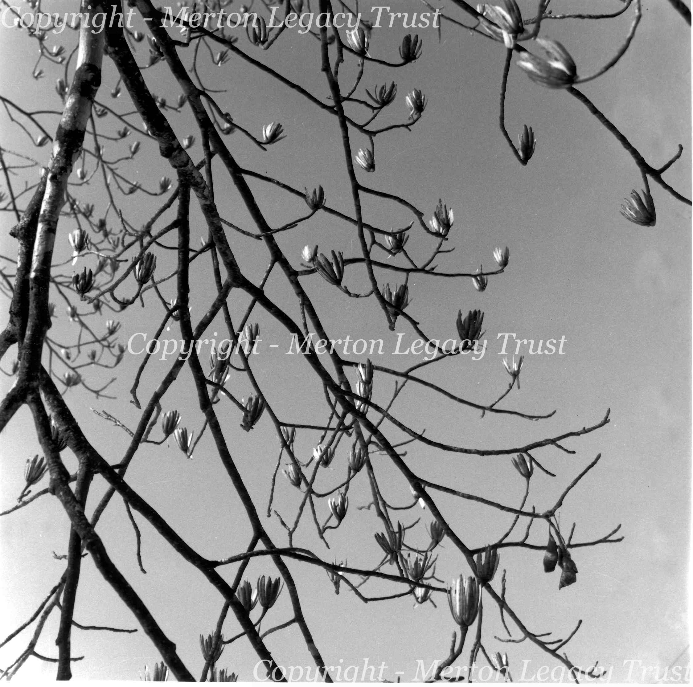 A Hidden Wholeness: The Zen Photography of Thomas Merton - Thomas ...