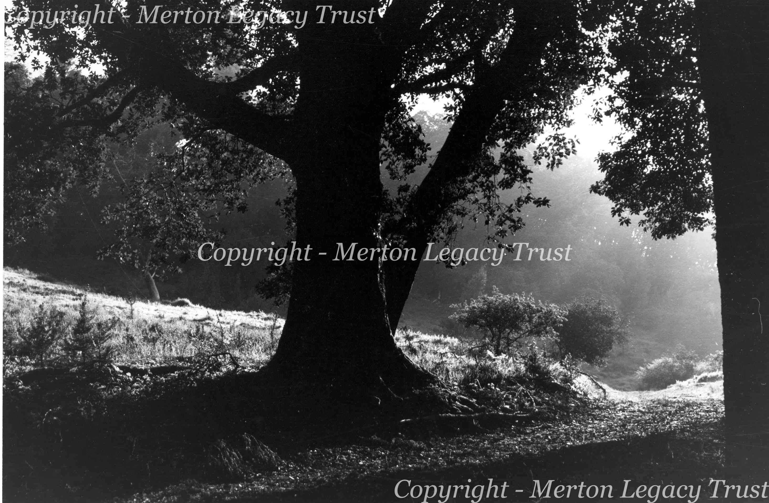 A Hidden Wholeness: The Zen Photography of Thomas Merton - Thomas ...