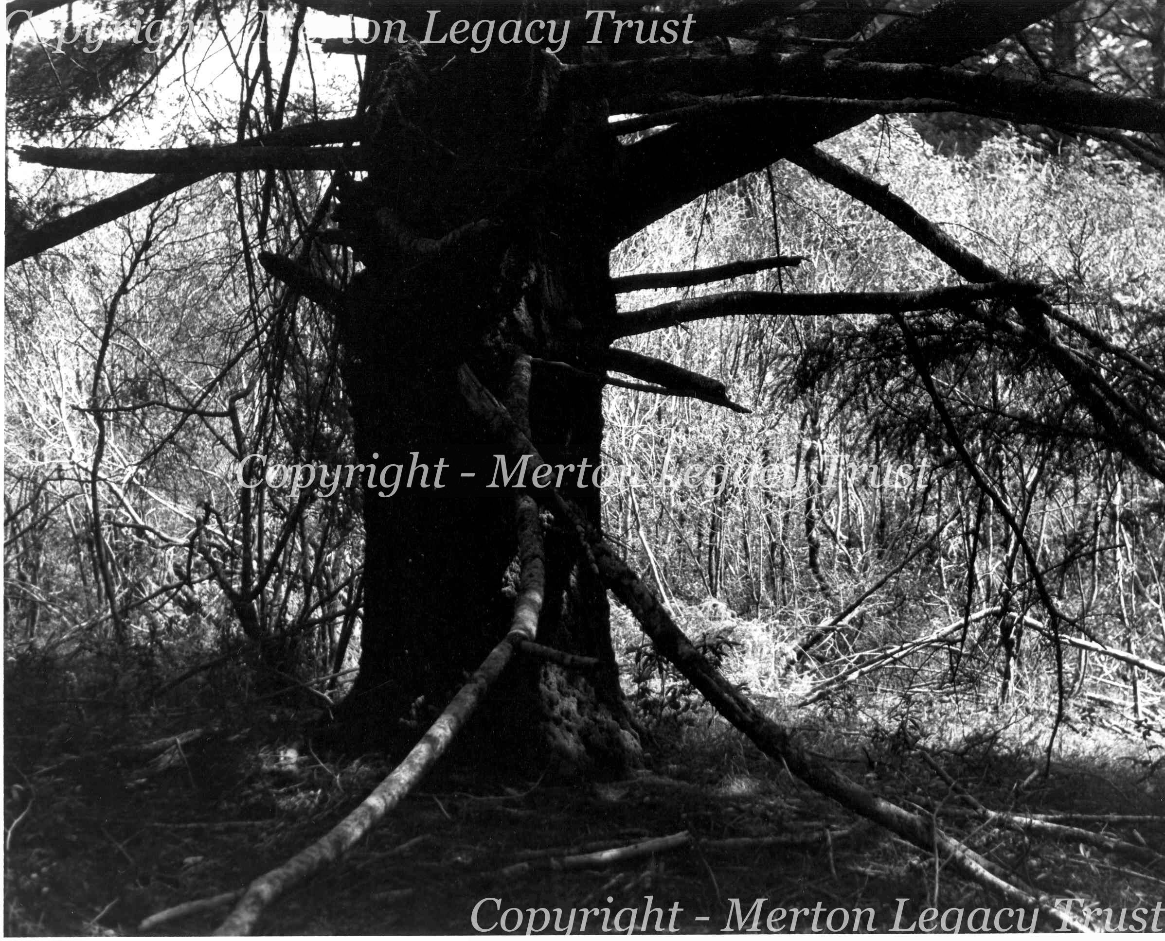 A Hidden Wholeness: The Zen Photography of Thomas Merton - Thomas ...