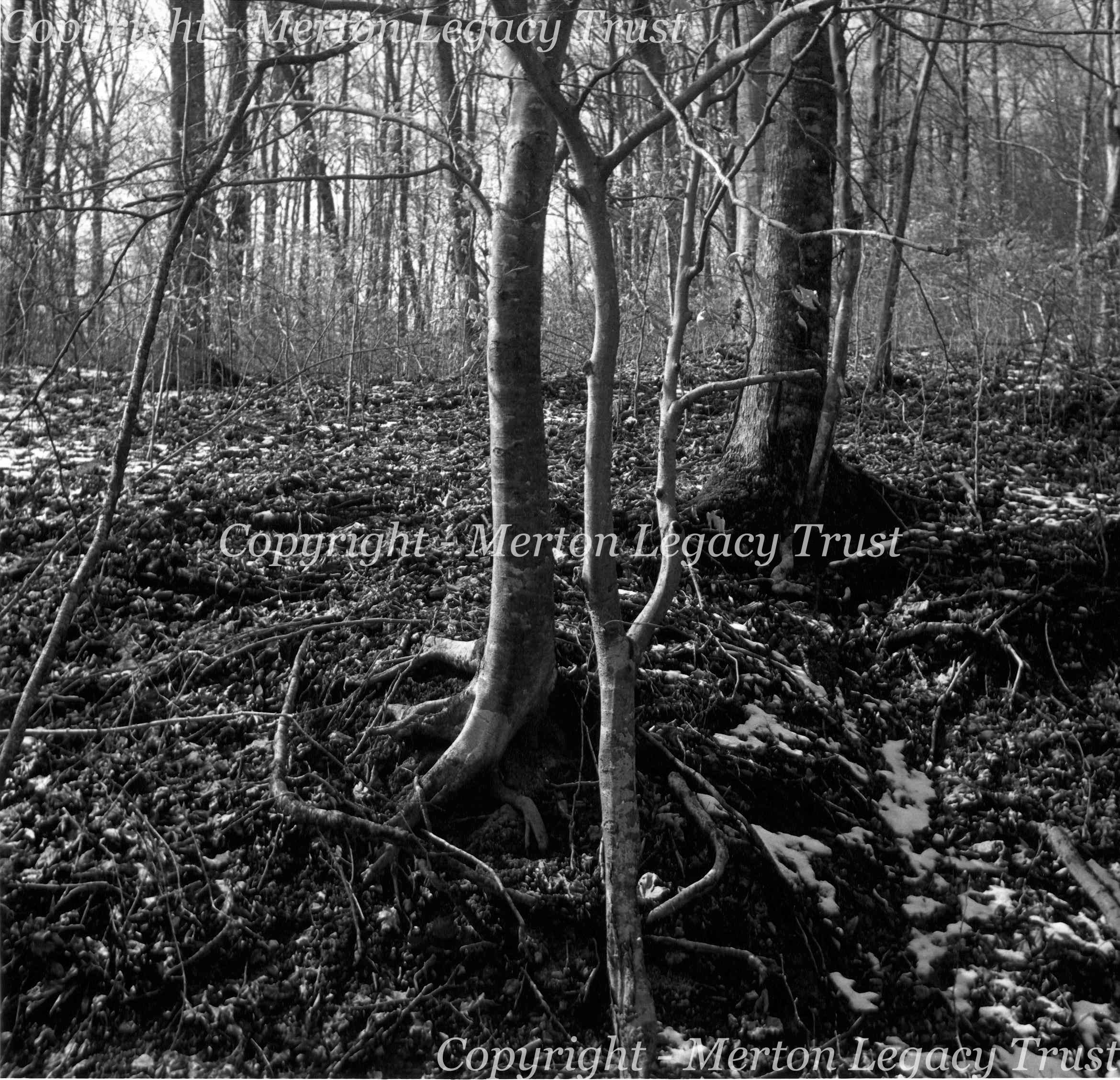 A Hidden Wholeness: The Zen Photography of Thomas Merton - Thomas ...