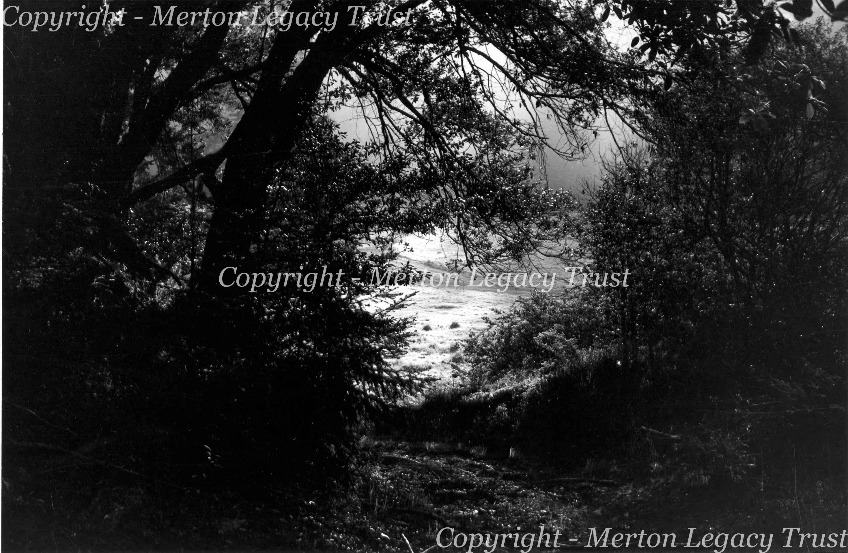 A Hidden Wholeness: The Zen Photography of Thomas Merton - Thomas ...