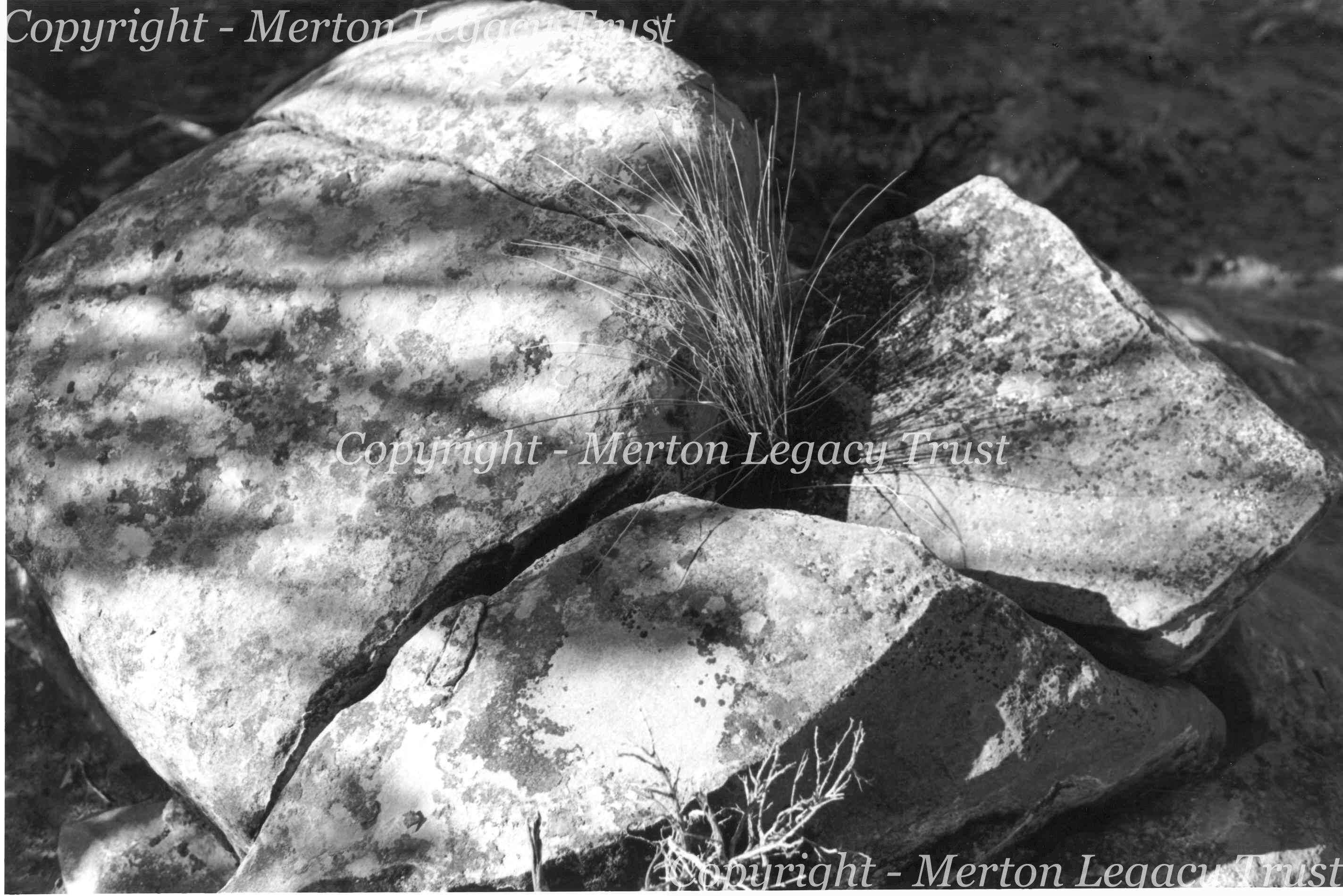 A Hidden Wholeness: The Zen Photography of Thomas Merton - Thomas ...