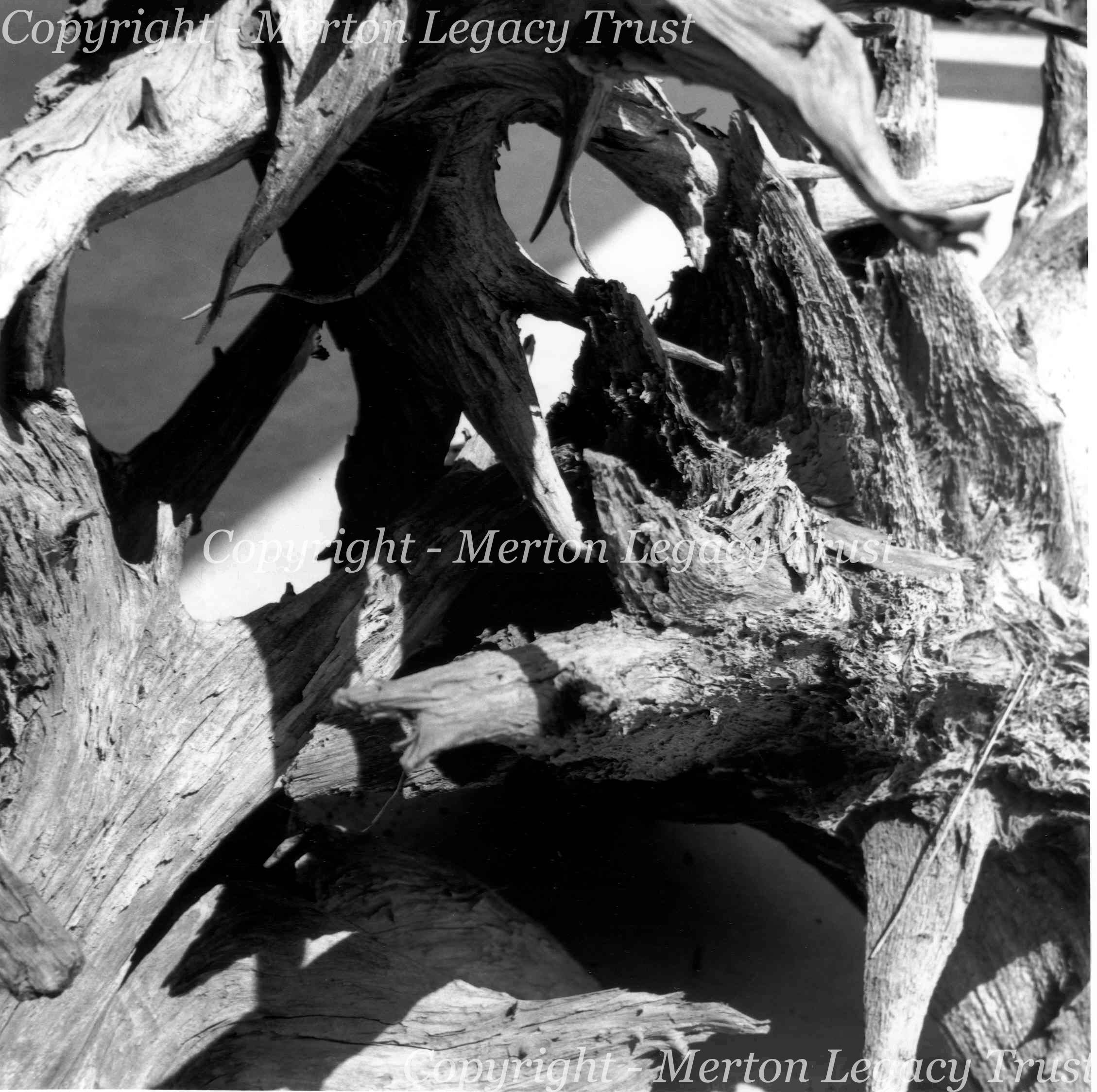 A Hidden Wholeness: The Zen Photography of Thomas Merton - Thomas ...